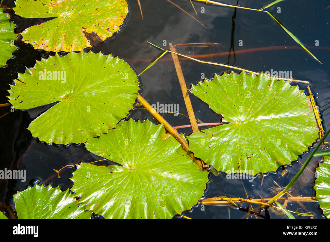 Lily Pads Floating High Resolution Stock Photography and Images - Alamy