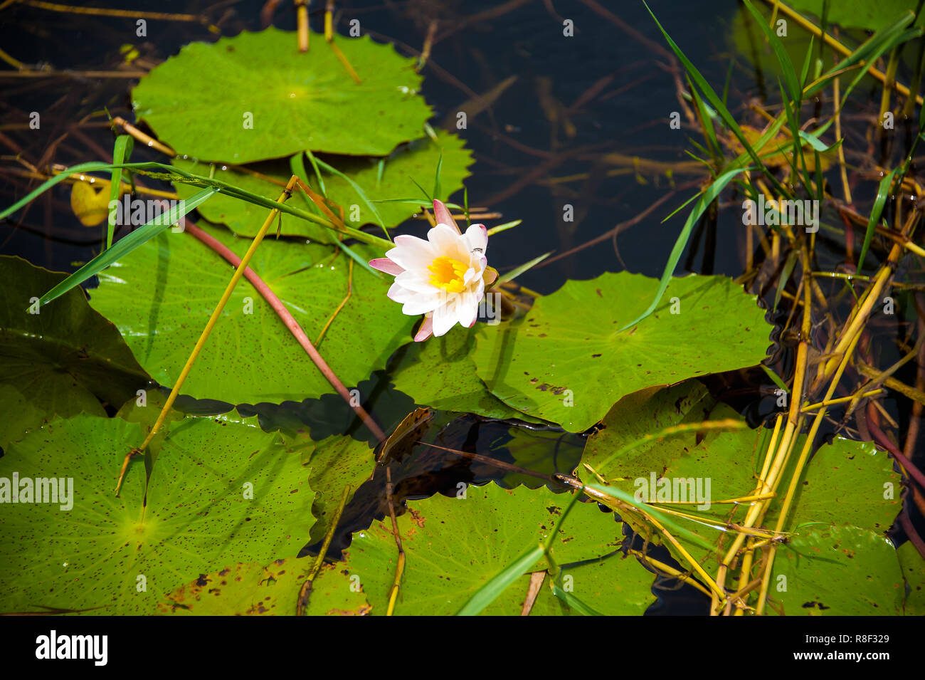 Lily Pads Floating High Resolution Stock Photography and Images - Alamy