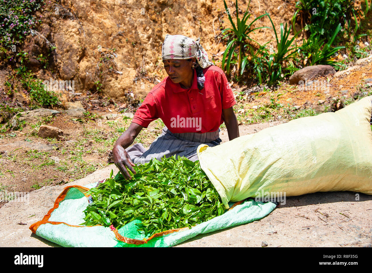 A female tea plantation worker sorts the daily harvest, before weighing ...