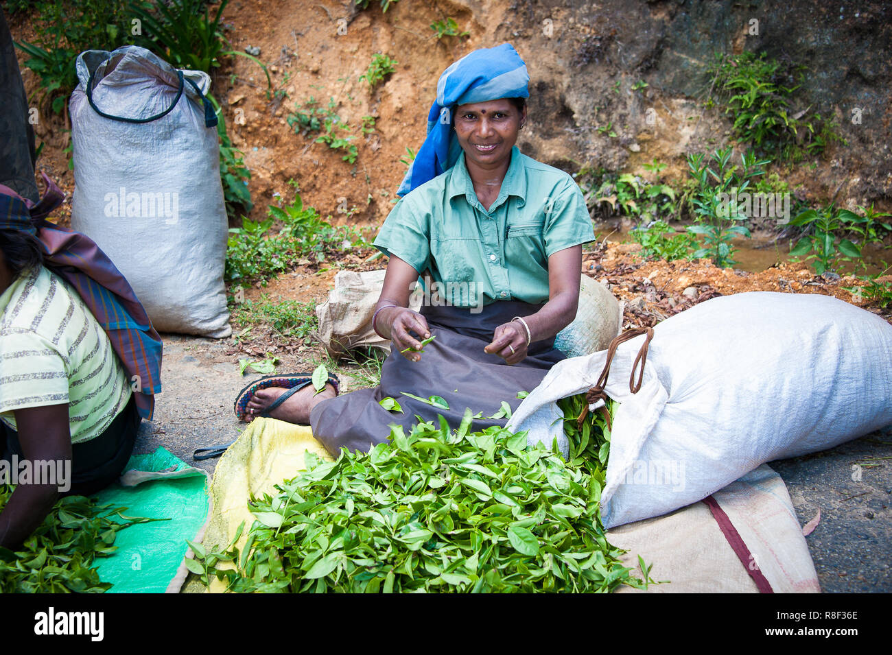 A female tea plantation worker sorts the daily harvest, before weighing ...