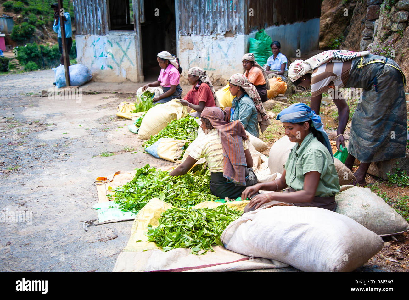 Female tea plantation workers sort the daily harvest, before weighing ...