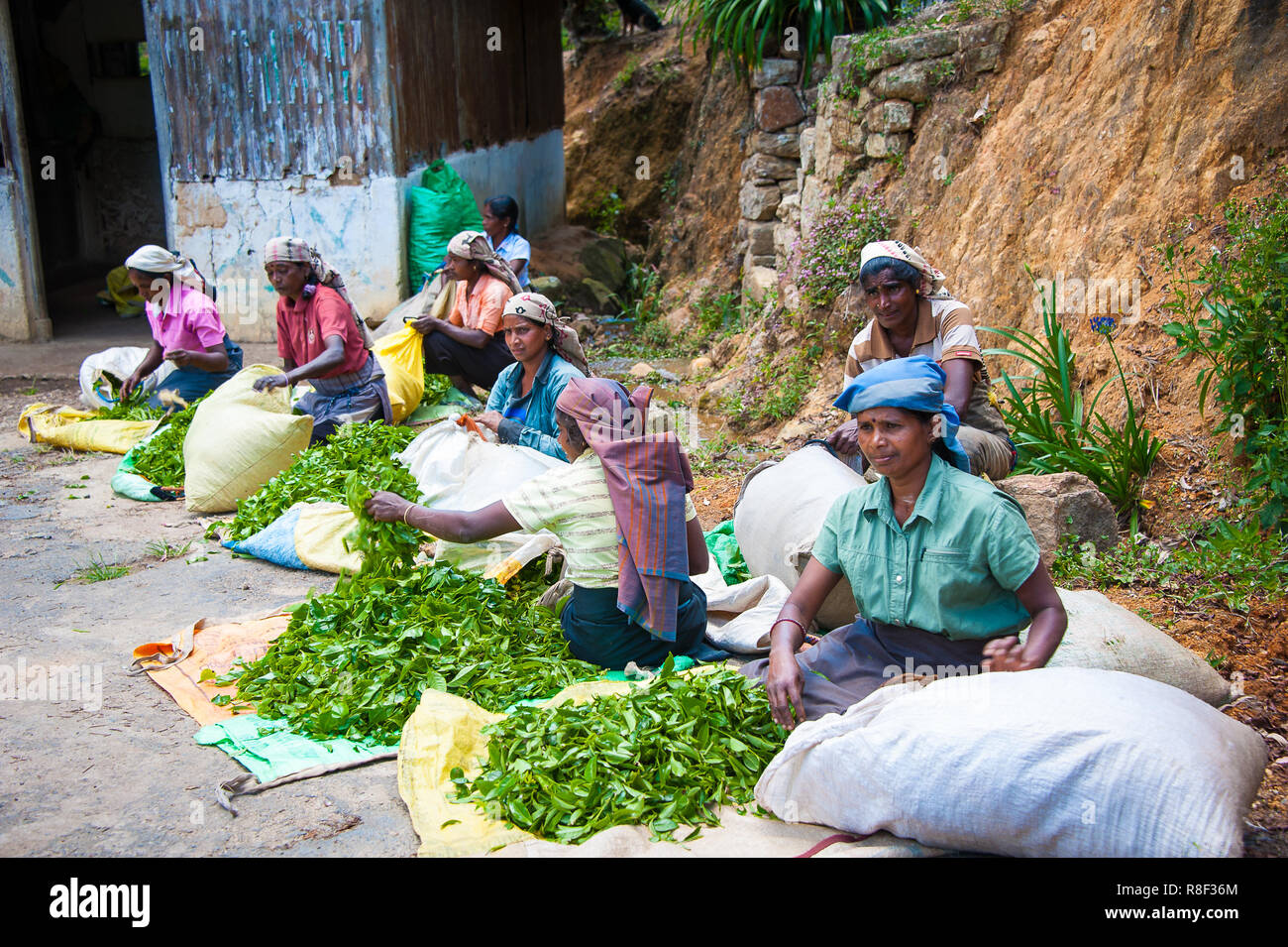 Female tea plantation workers sort the daily harvest, before weighing ...