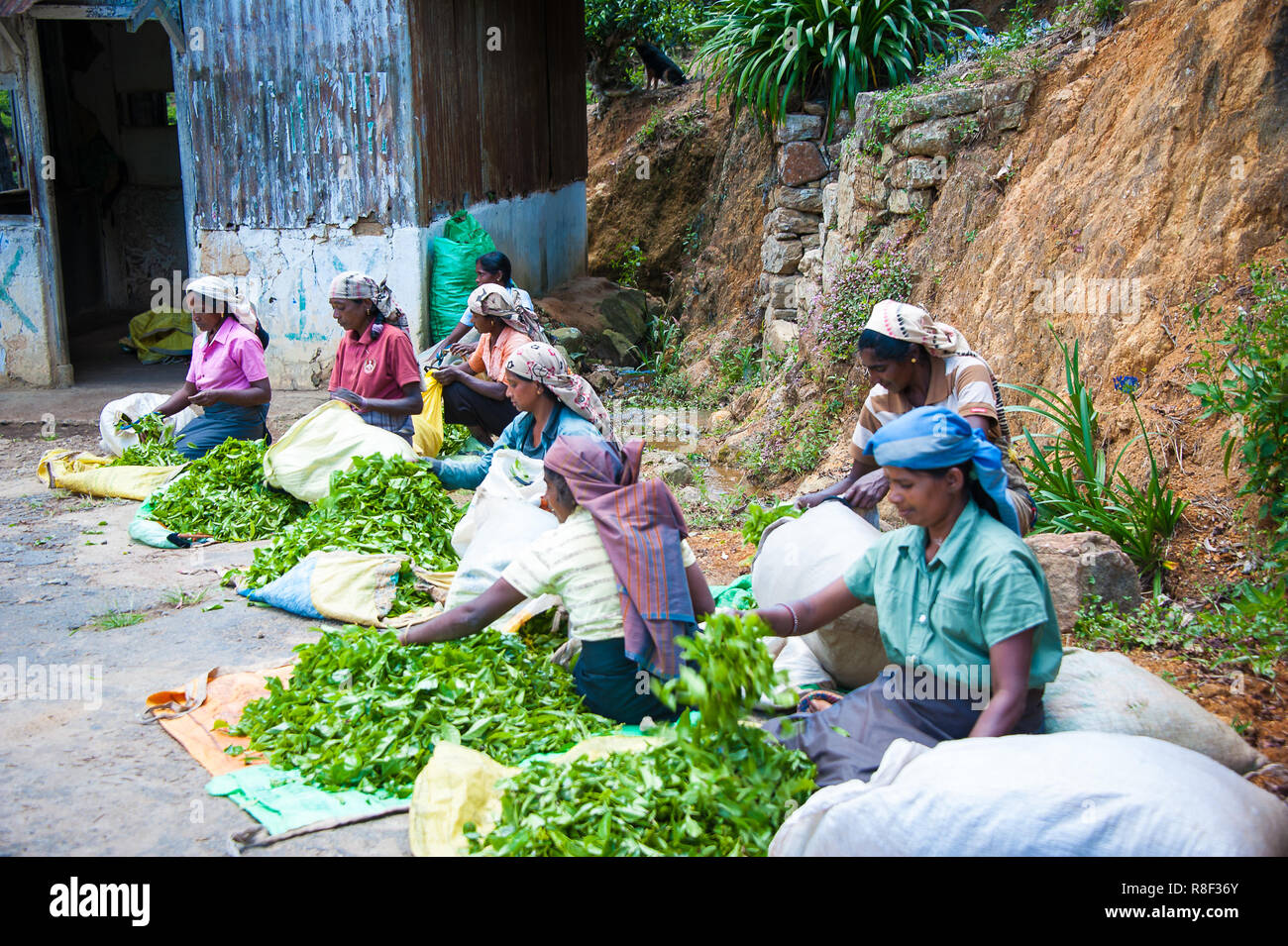 Female tea plantation workers sort the daily harvest, before weighing ...