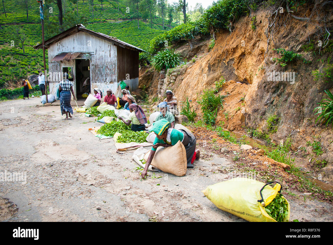 Female tea plantation workers sort the daily harvest, before weighing ...