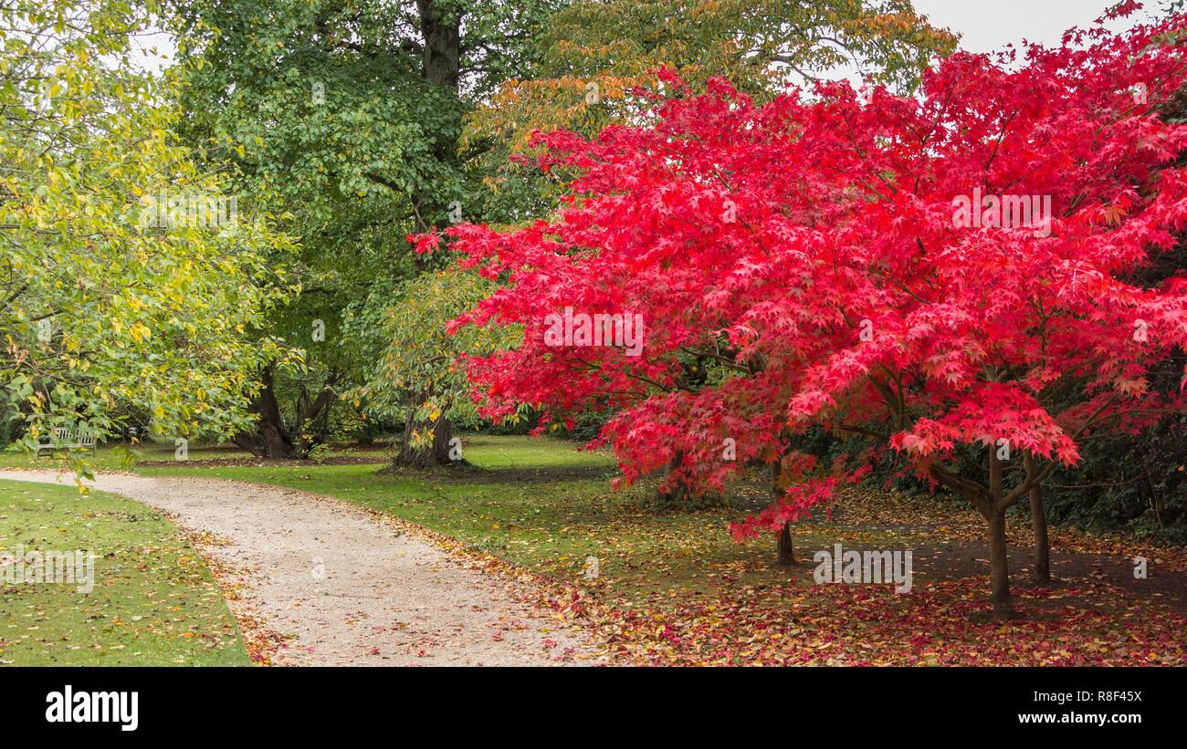 Cambridge forest green hi-res stock photography and images - Alamy