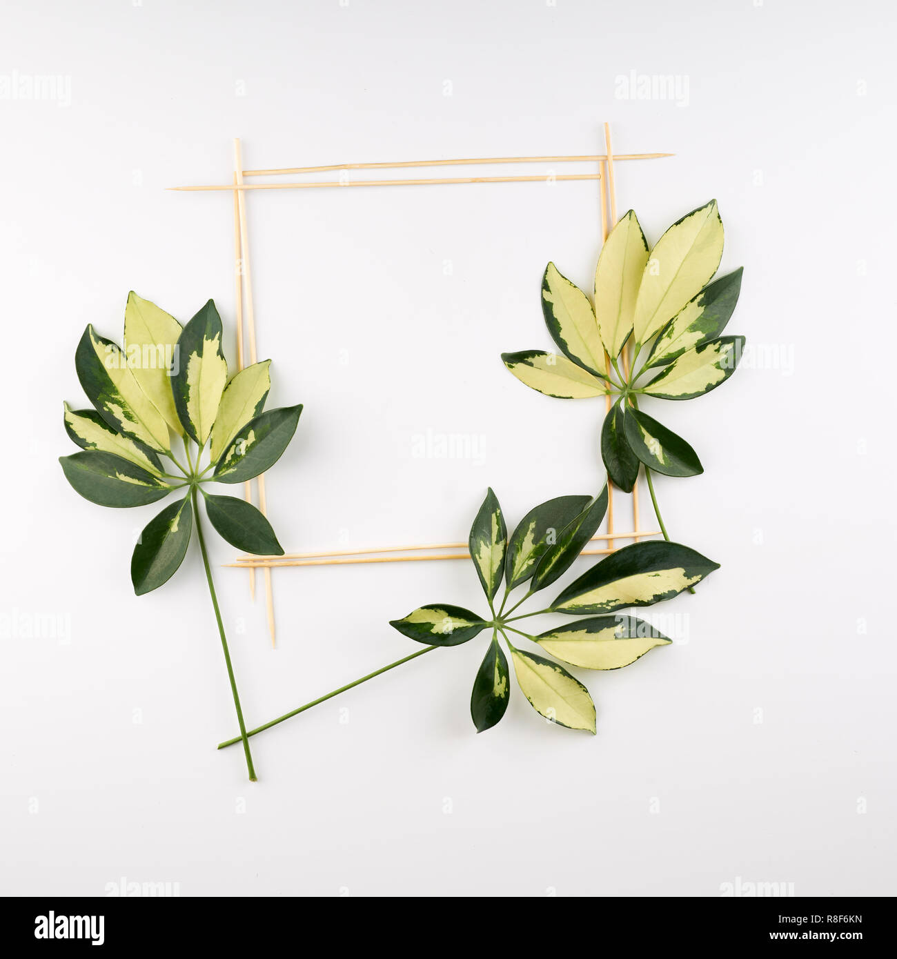 Frame made of wooden chopsticks and leaves of schefflera flowers. Flat ...