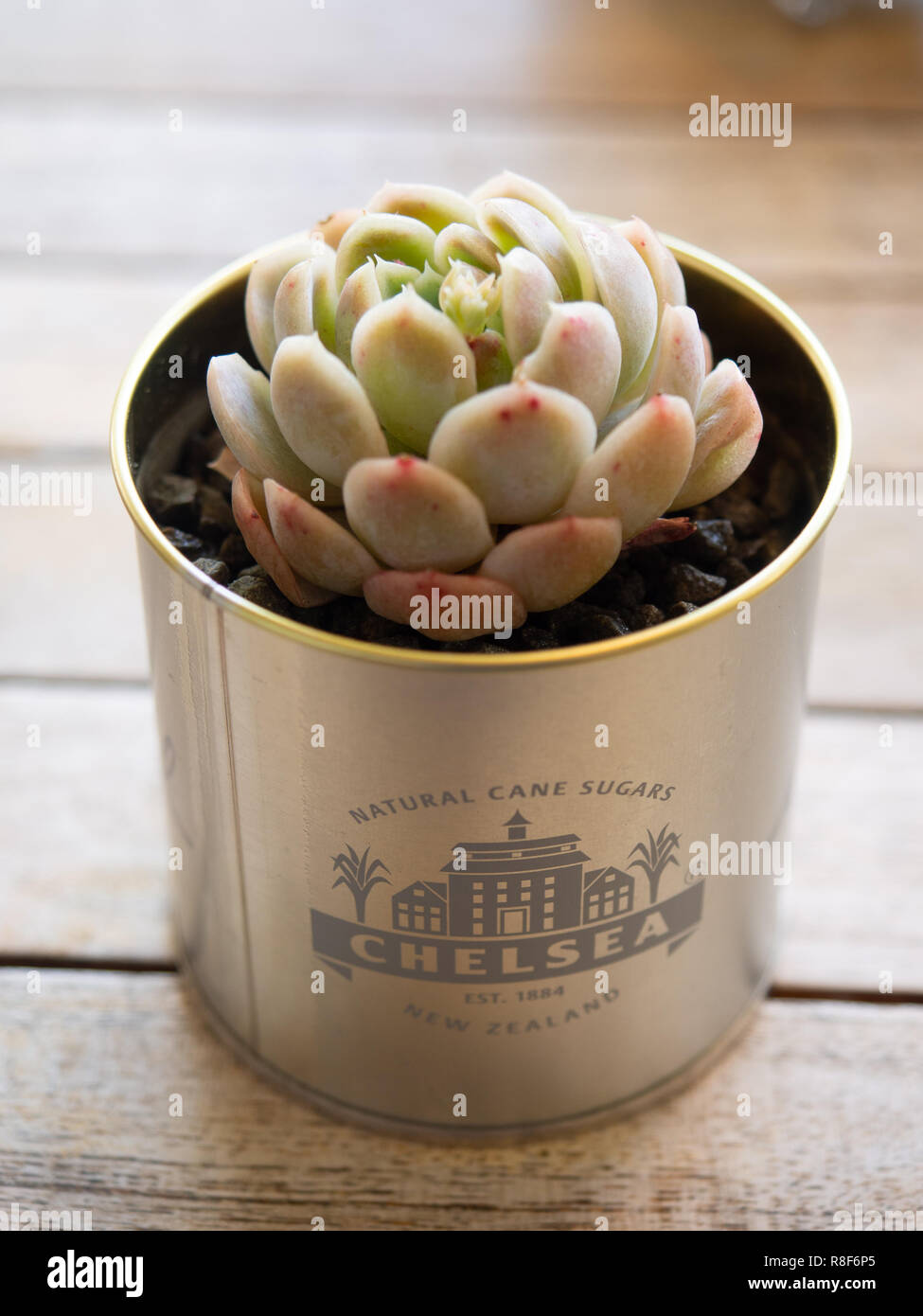 Small pot hi-res stock photography and images - Alamy