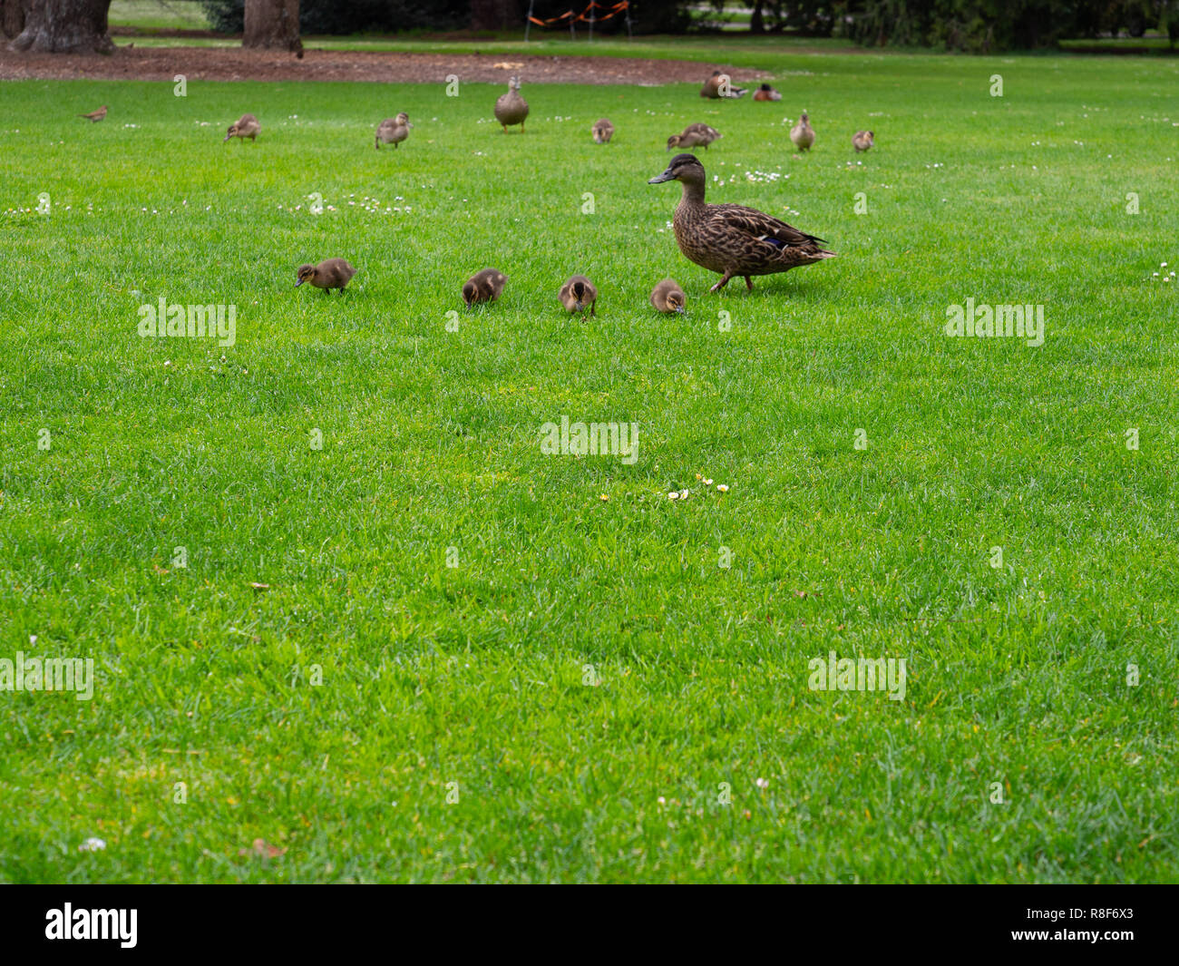 Ducklings in park hi-res stock photography and images - Alamy