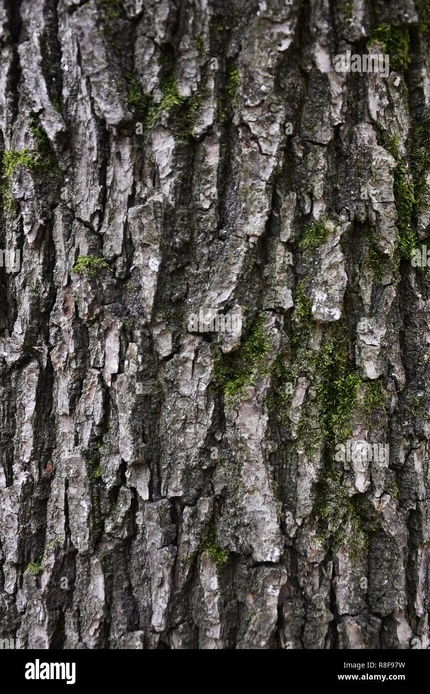Close up of a wood brown bark texture in daytime outdoors Stock Photo ...