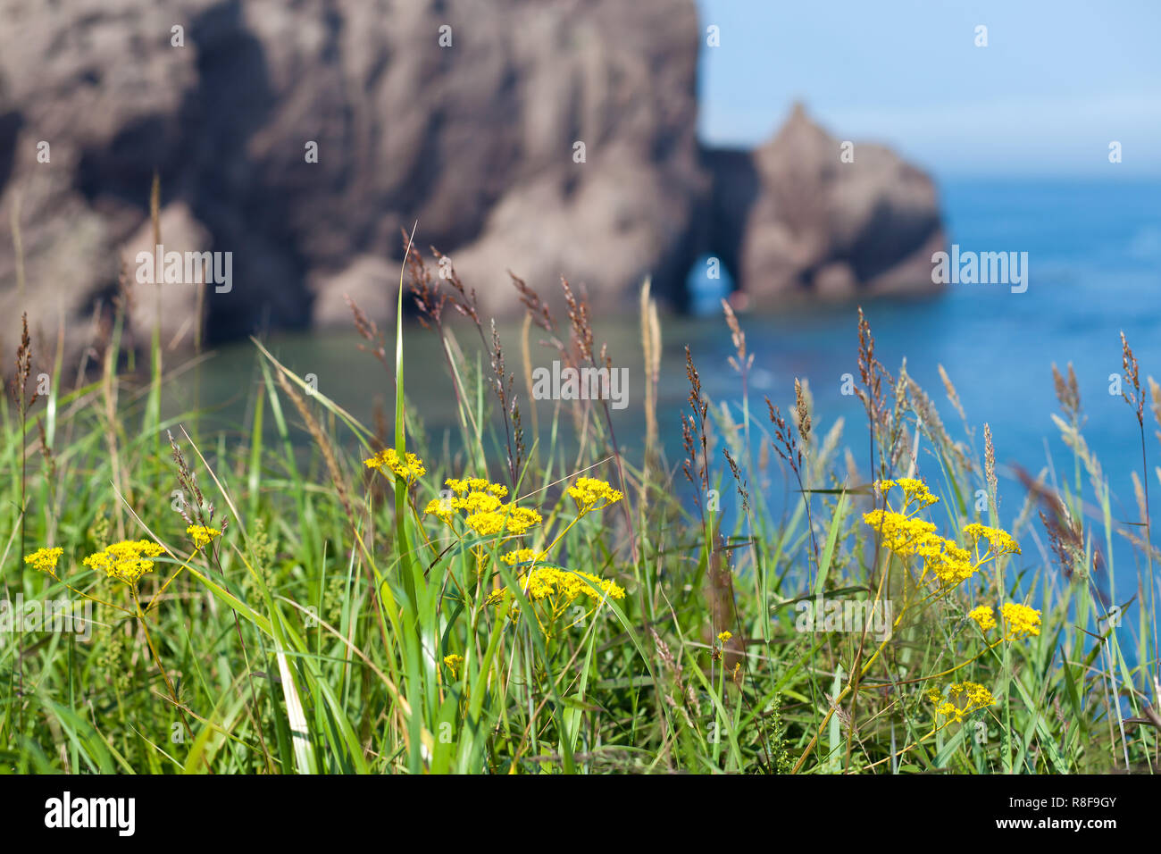 Primorye hi-res stock photography and images - Alamy