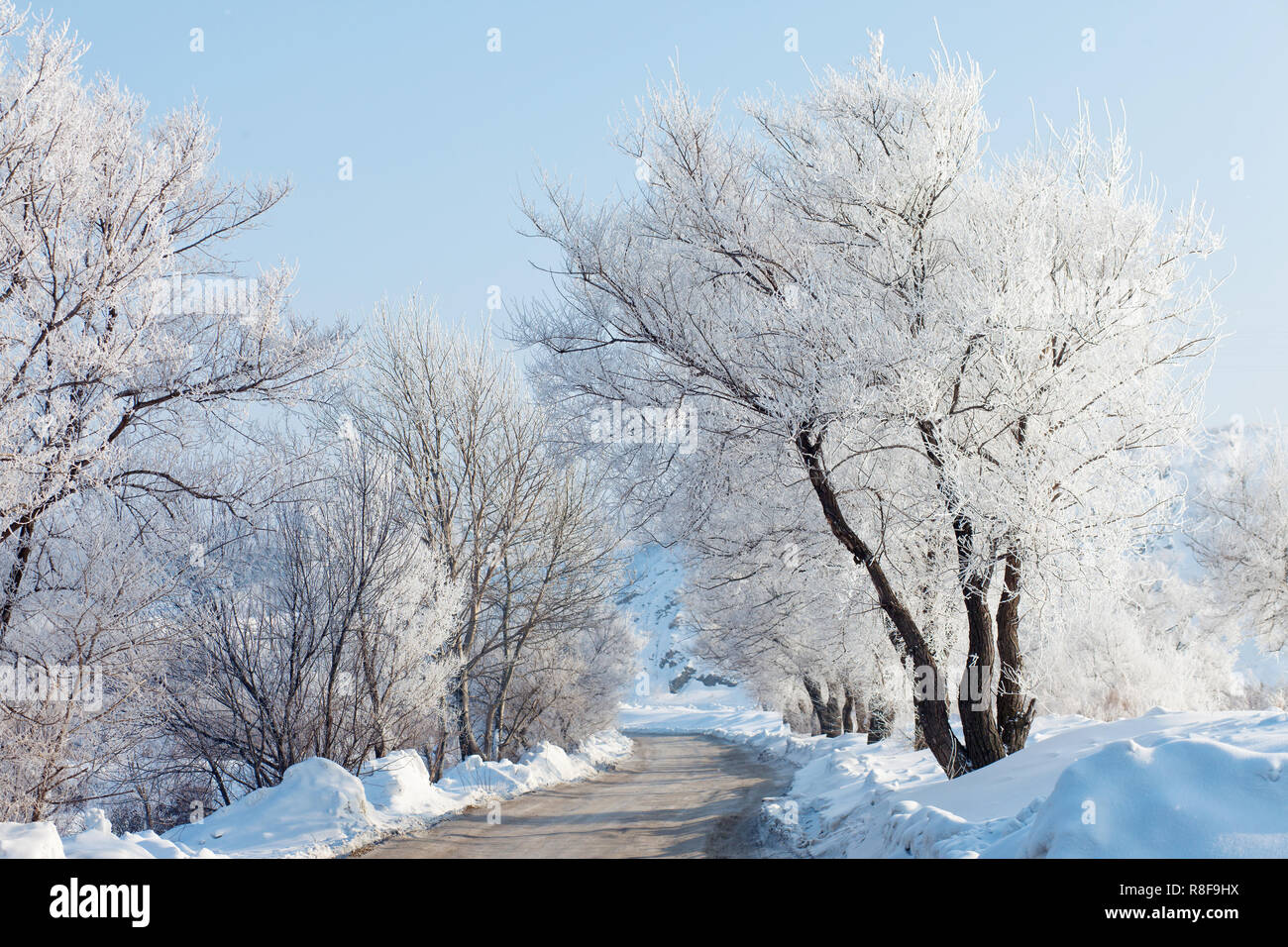 Very beautiful winter road and trees with hoarfrost Stock Photo - Alamy