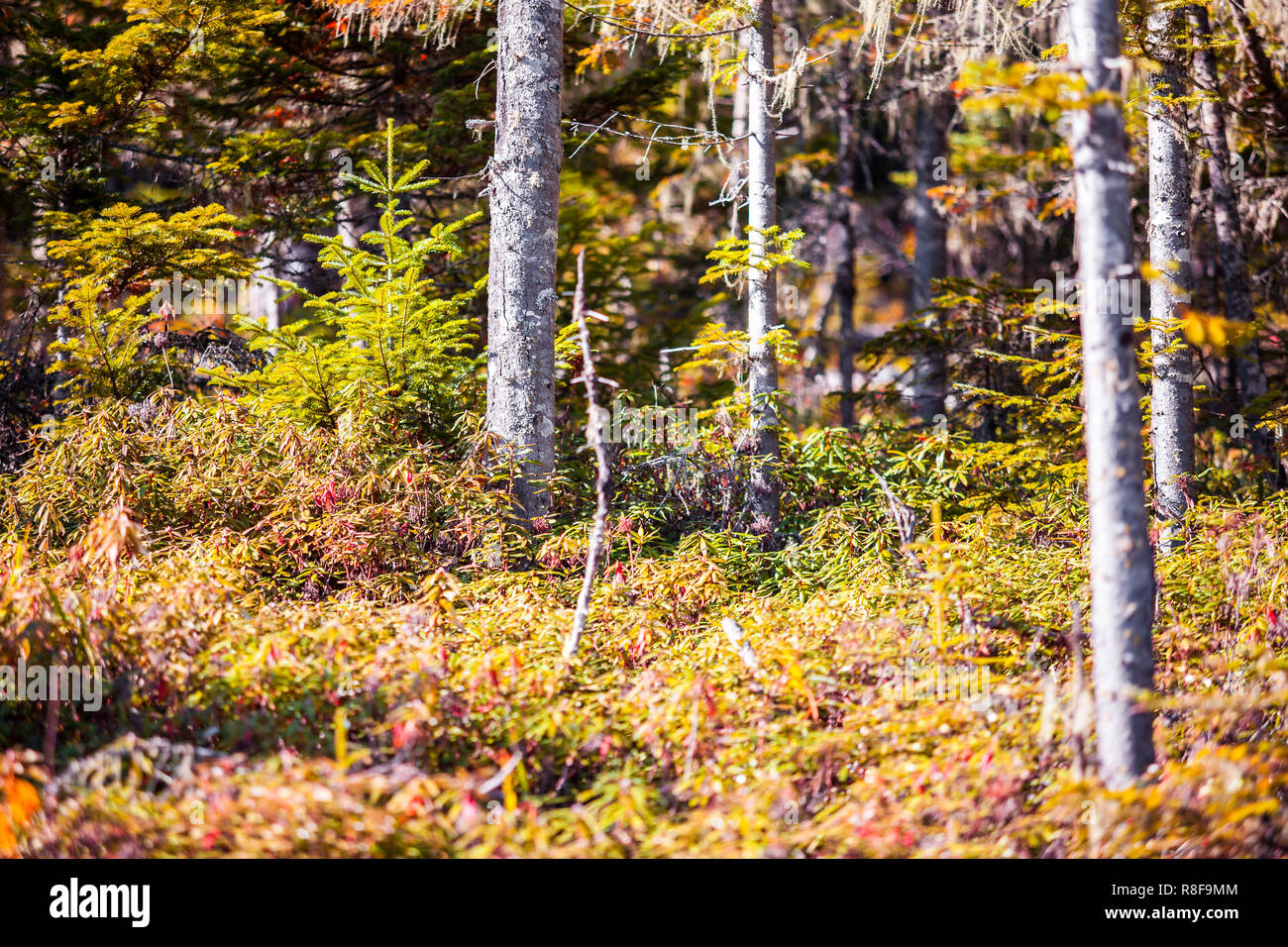 The forest thicket hi-res stock photography and images - Alamy
