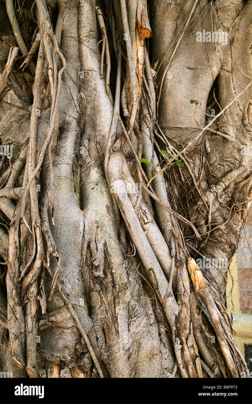 Banyan Tree Texture High Resolution Stock Photography and Images - Alamy