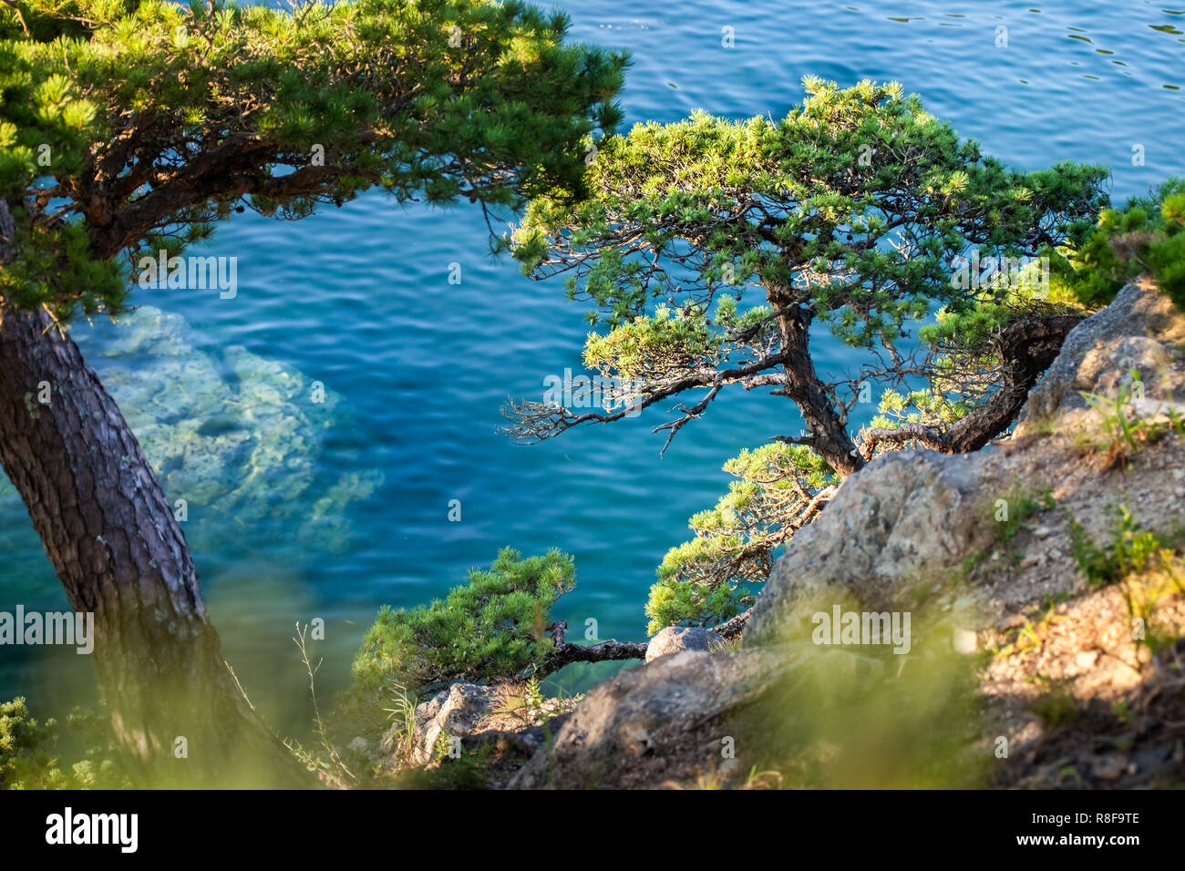 Pine tree on a rock hi-res stock photography and images - Alamy