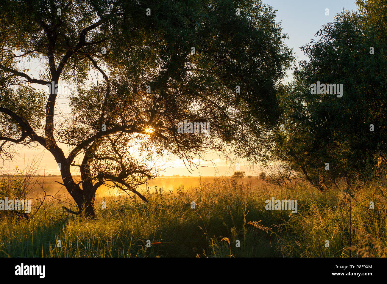 Beautiful early sunny summer morning landscape Stock Photo - Alamy