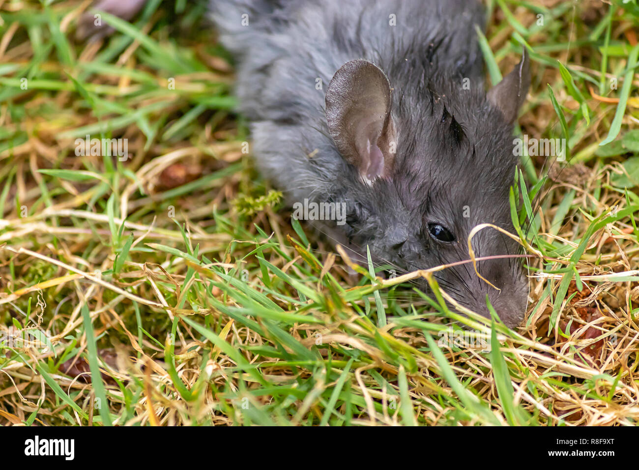 small gray rat with large ears feeling sick Stock Photo - Alamy