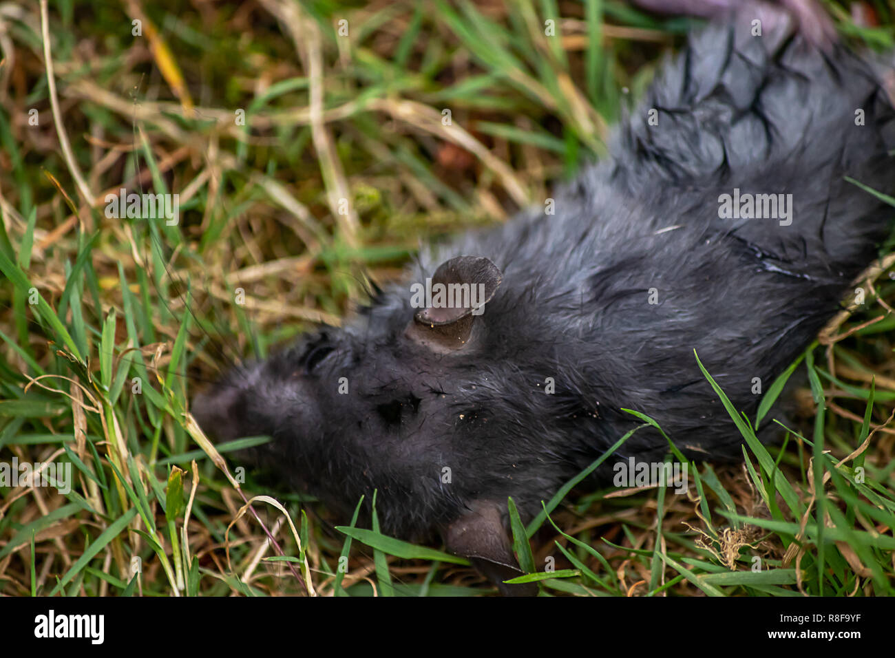 Dead Brown Rat High Resolution Stock Photography and Images - Alamy