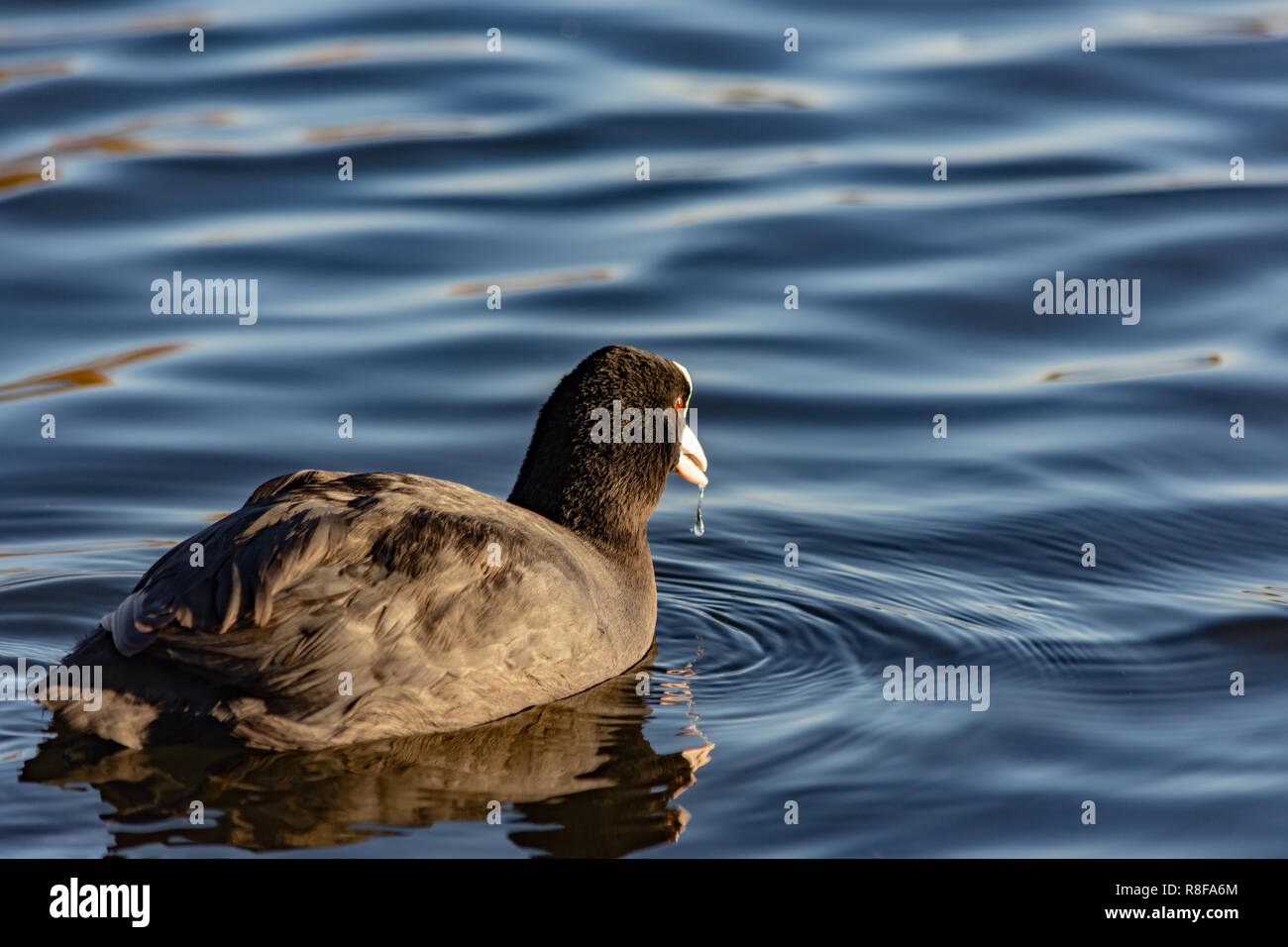 A coot sitting in the water with a single drop of water dribbling out ...