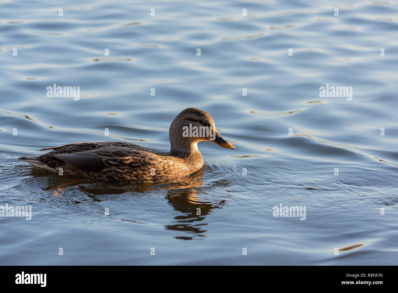A duck sitting in the water soaking up the orange afternoon sun before ...