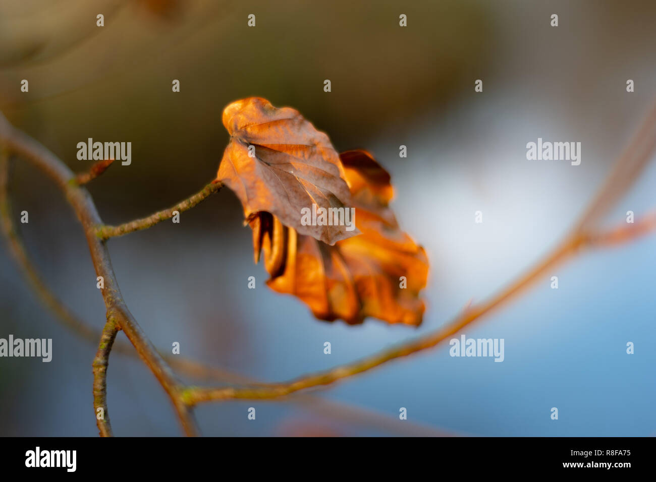 A single leaf left on the branch dried and twisted Stock Photo - Alamy