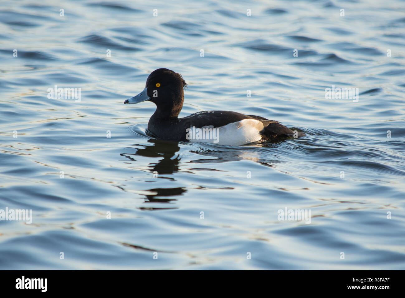 Female ring necked duck hi-res stock photography and images - Alamy