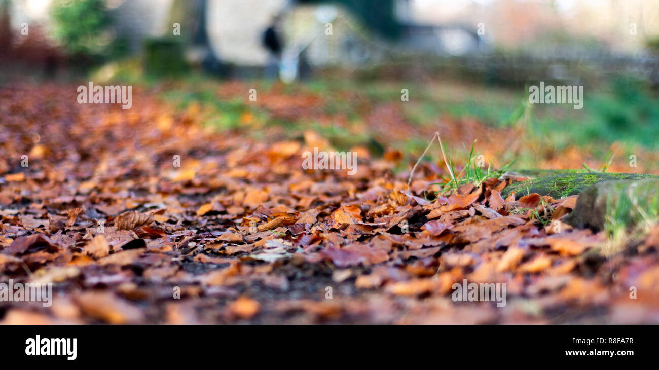 Wet autumn leaves hi-res stock photography and images - Alamy