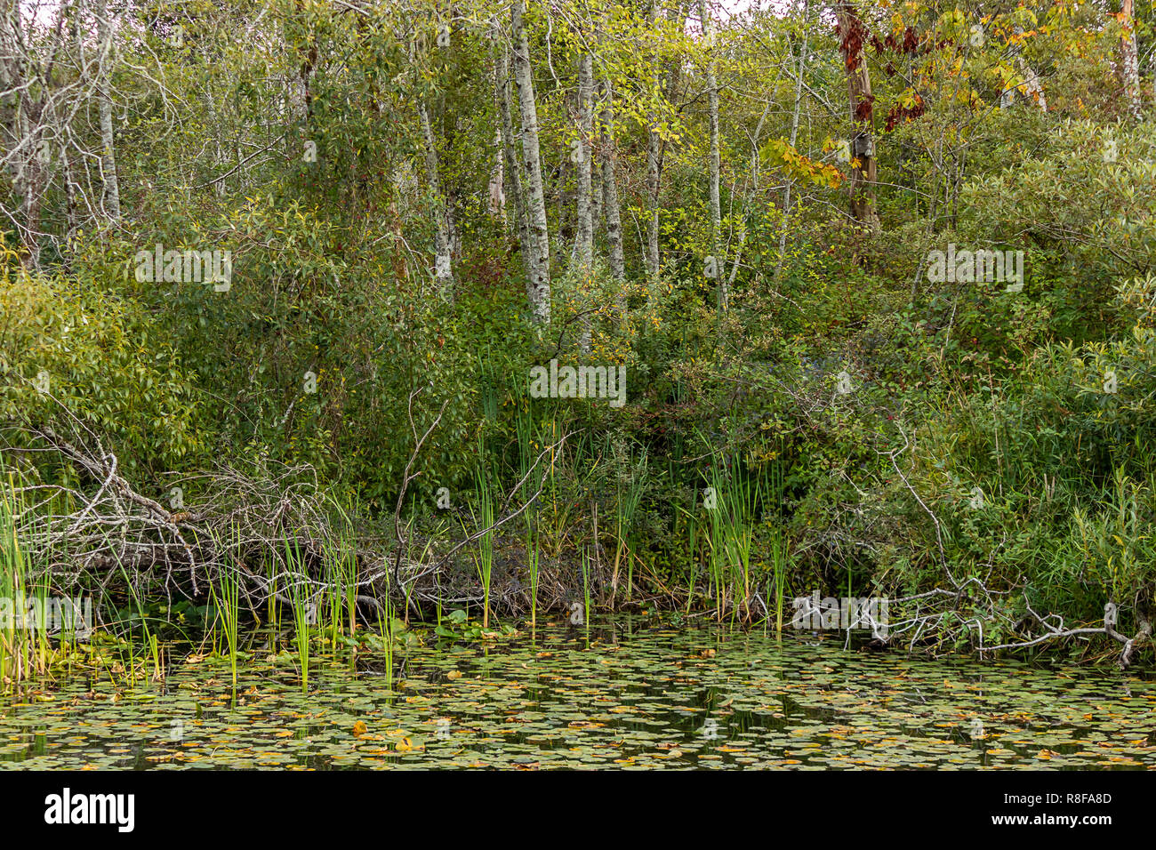 maple trees and aspins behind pond with reeds and lilypads Stock Photo ...