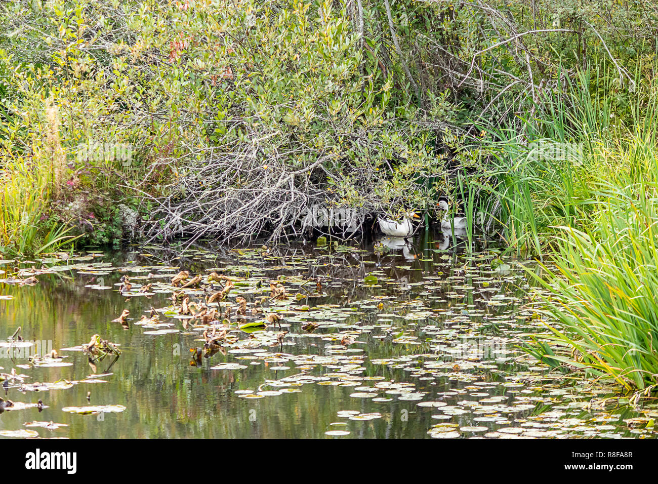 two white ducks trying to hide under low bush Stock Photo - Alamy