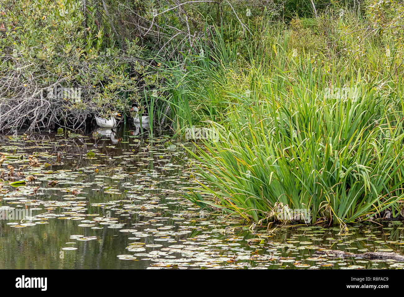 Hanging wild ducks hi-res stock photography and images - Alamy