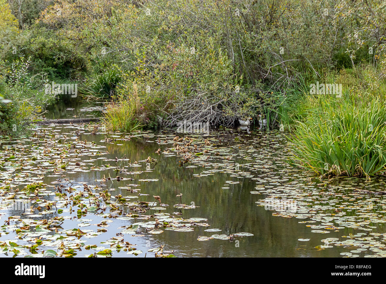 bush hides two white ducks in pond Stock Photo - Alamy