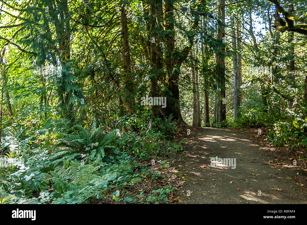dark path under big leaf maple forest Stock Photo - Alamy