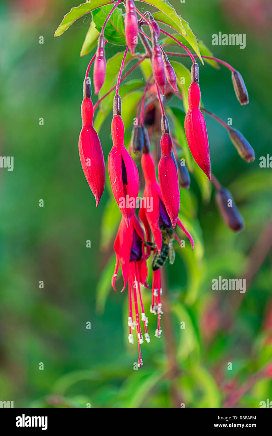 Red and white fuchsias hi-res stock photography and images - Alamy
