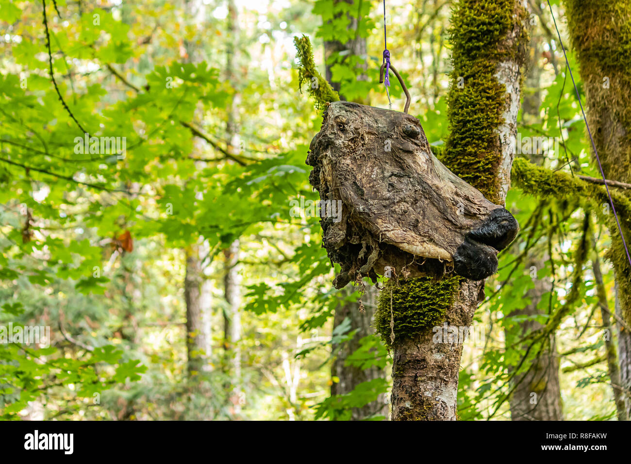 decorative scary cow scull hanging from tree Stock Photo - Alamy
