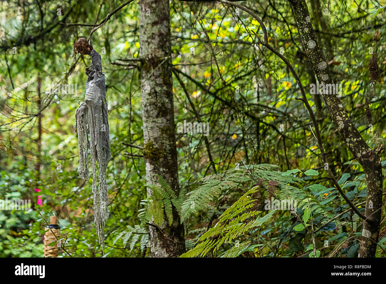 grey halloween decoration hanging from a pine tree Stock Photo - Alamy