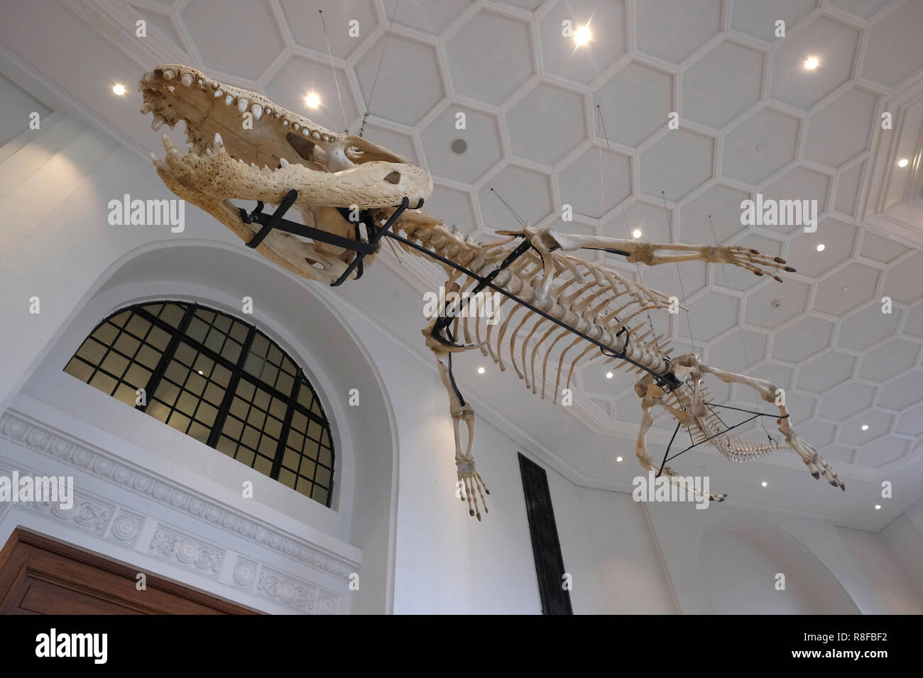Crocodile skeleton hi-res stock photography and images - Alamy