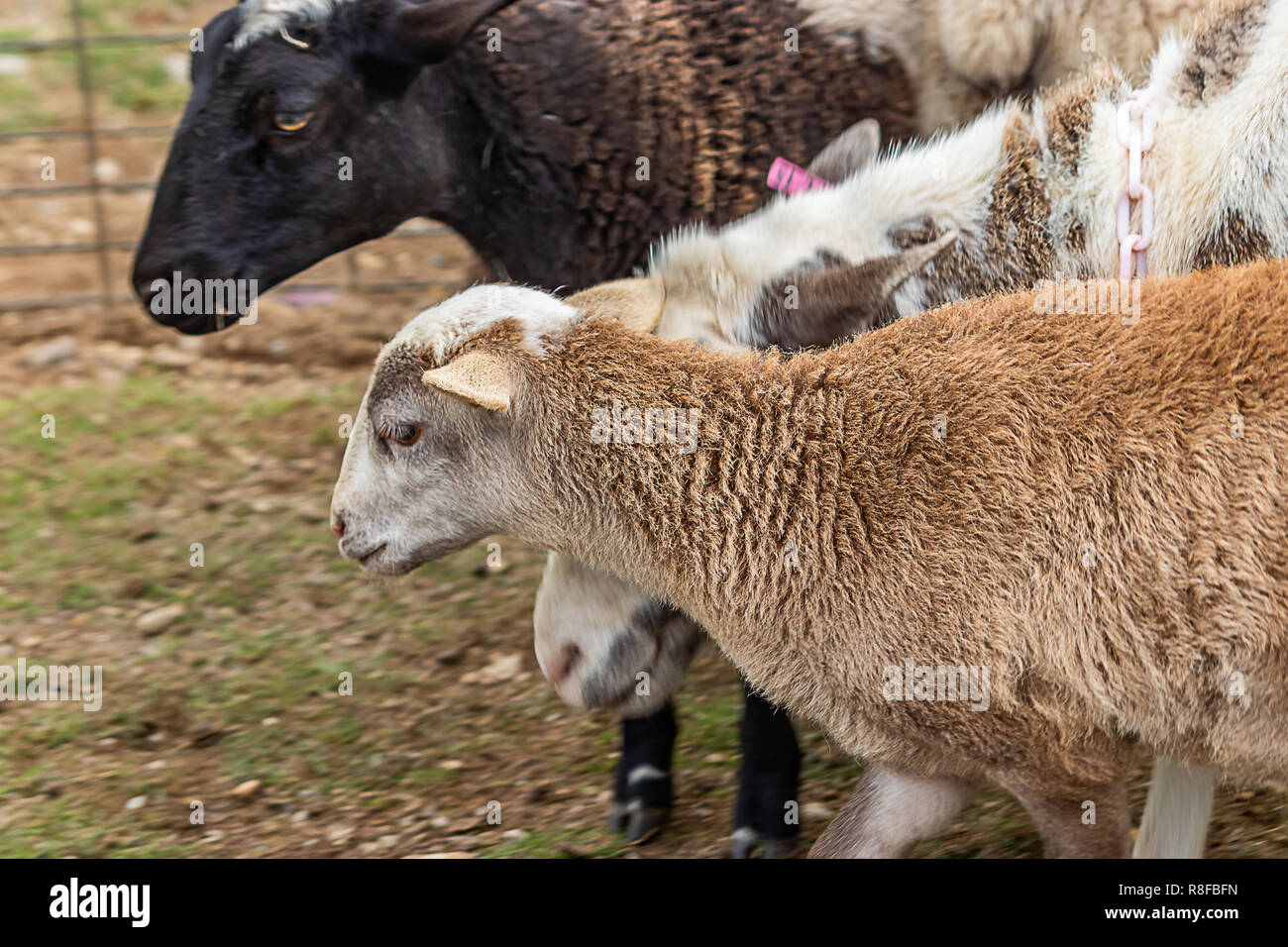 multiple sheep fenced in on a farm Stock Photo - Alamy