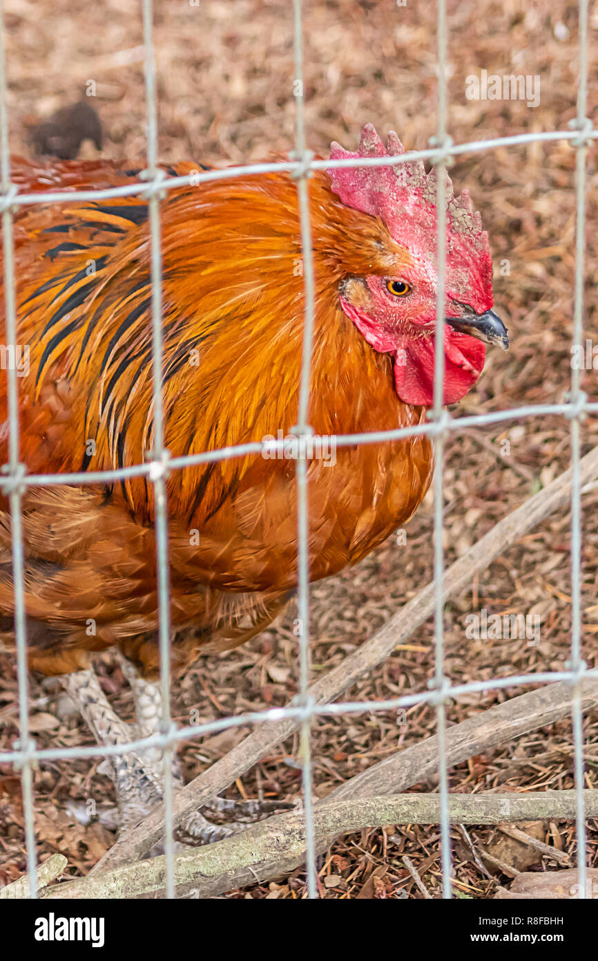 adult orange rooster behind a chicken wire fence Stock Photo - Alamy