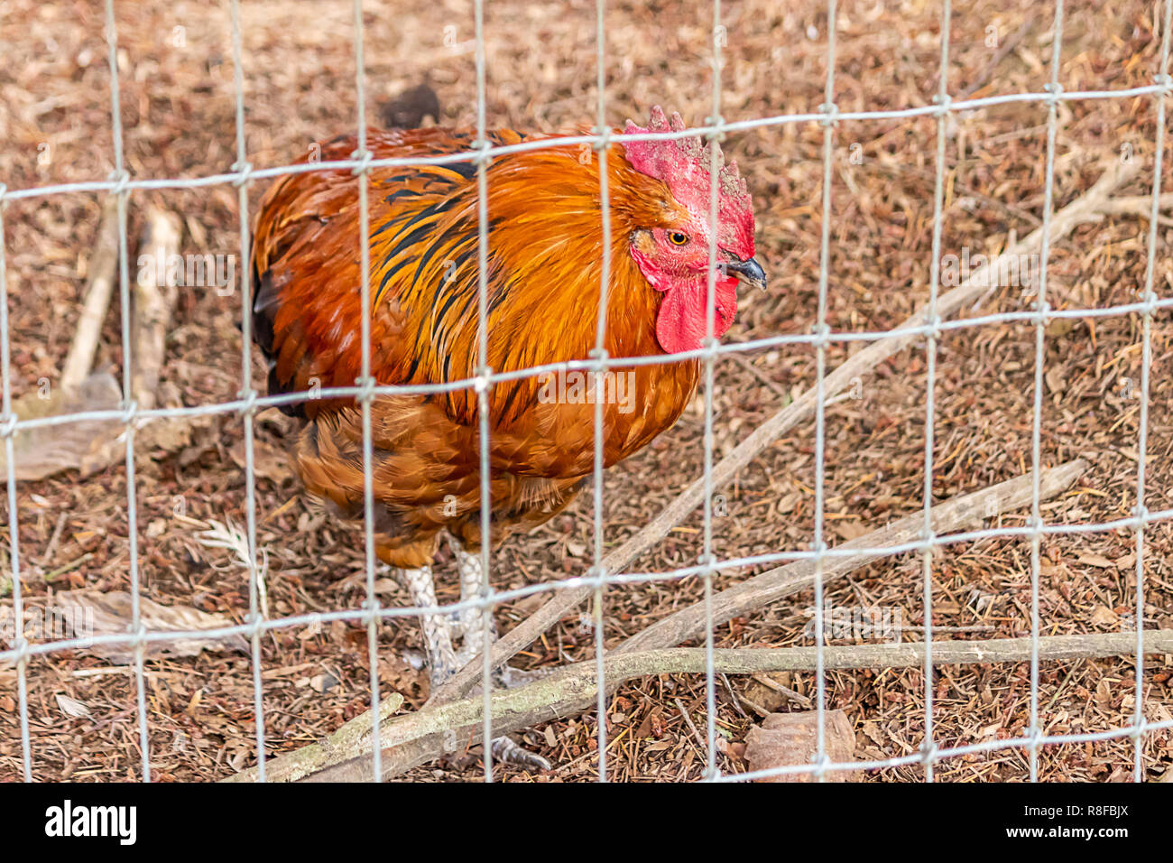 large adult rooster behind a chicken wire fence Stock Photo - Alamy