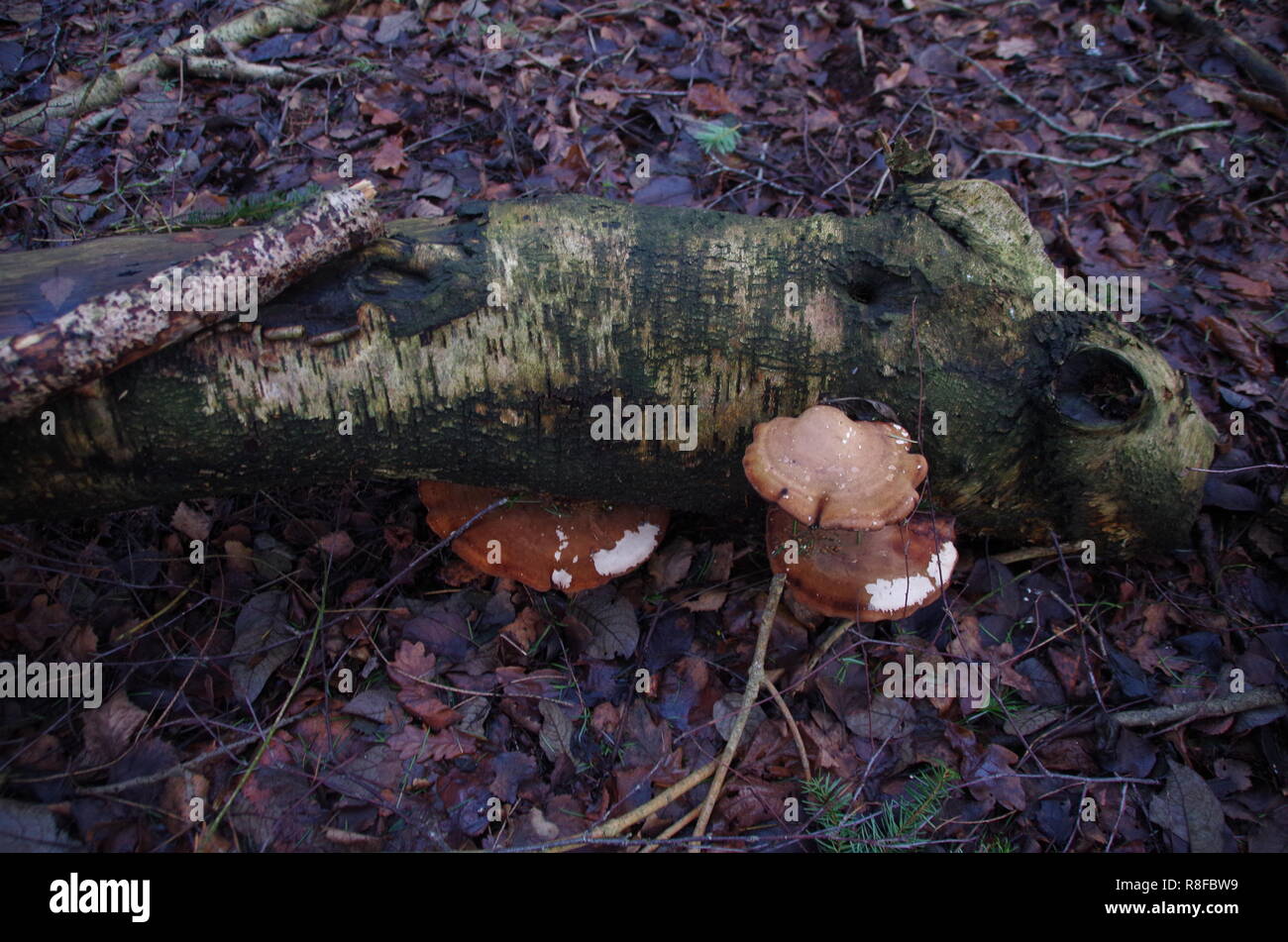 The Macmillan Way. Long-distance trail. Gloucestershire. Cotswolds ...