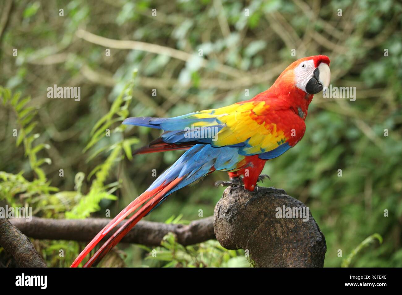 Colorful parrots are among the most visually striking birds in the ...