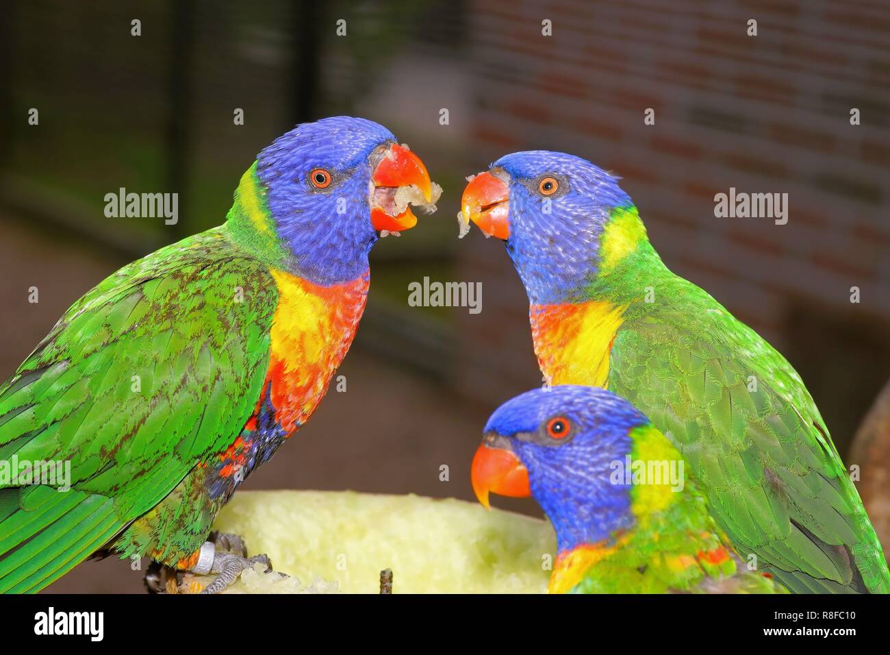 Exotic parrot images hi-res stock photography and images - Alamy