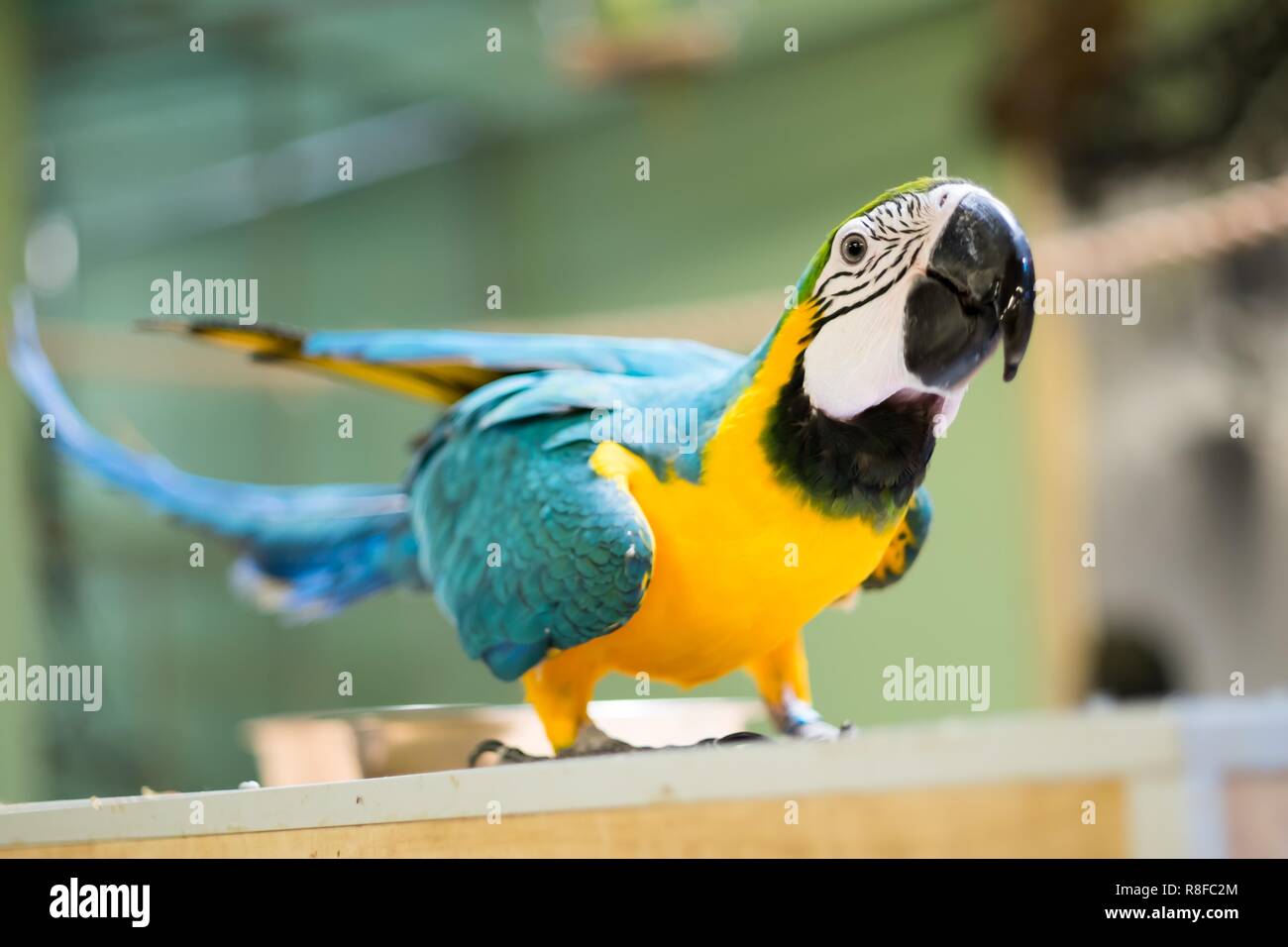 Colorful parrots are among the most visually striking birds in the ...