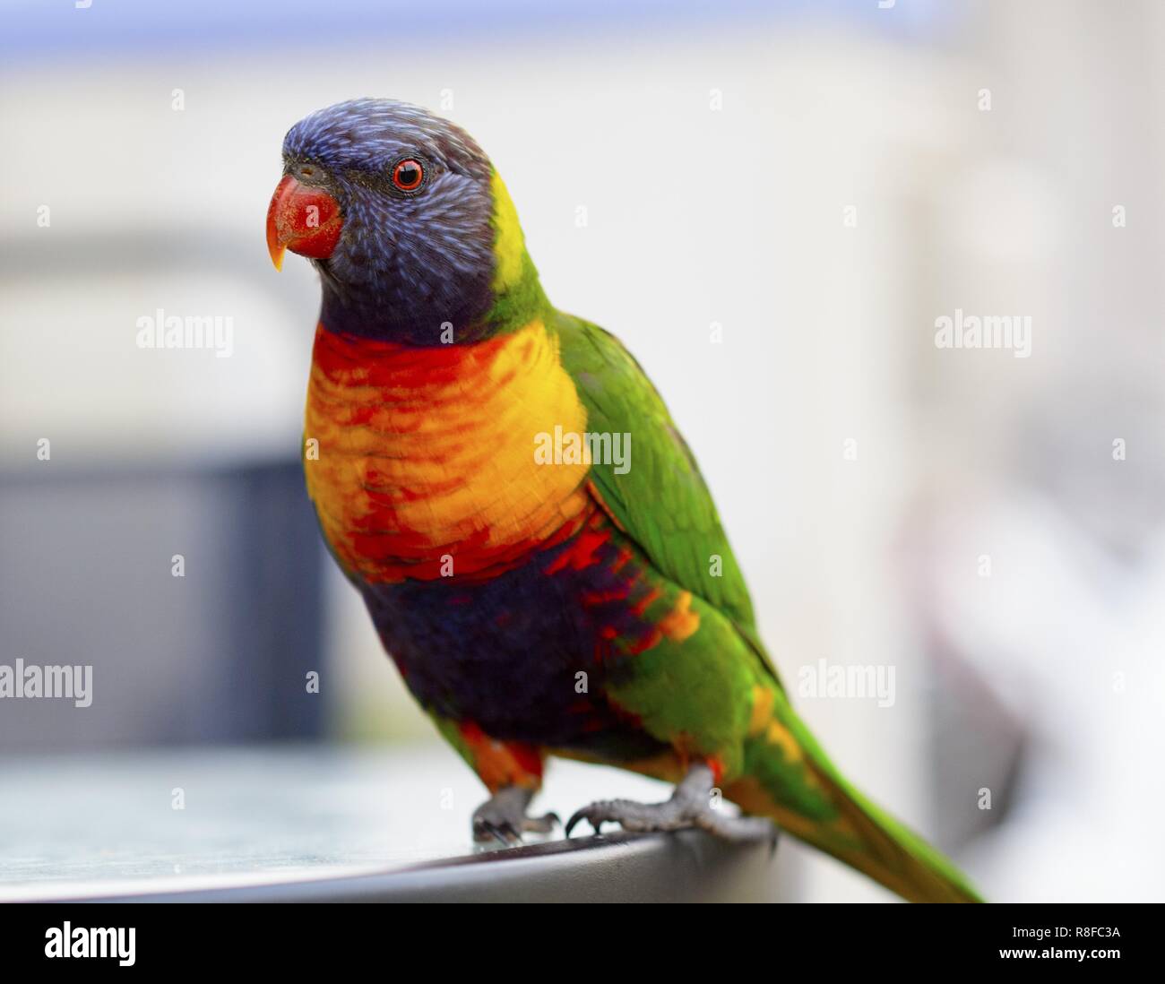 Exotic parrot images hi-res stock photography and images - Alamy