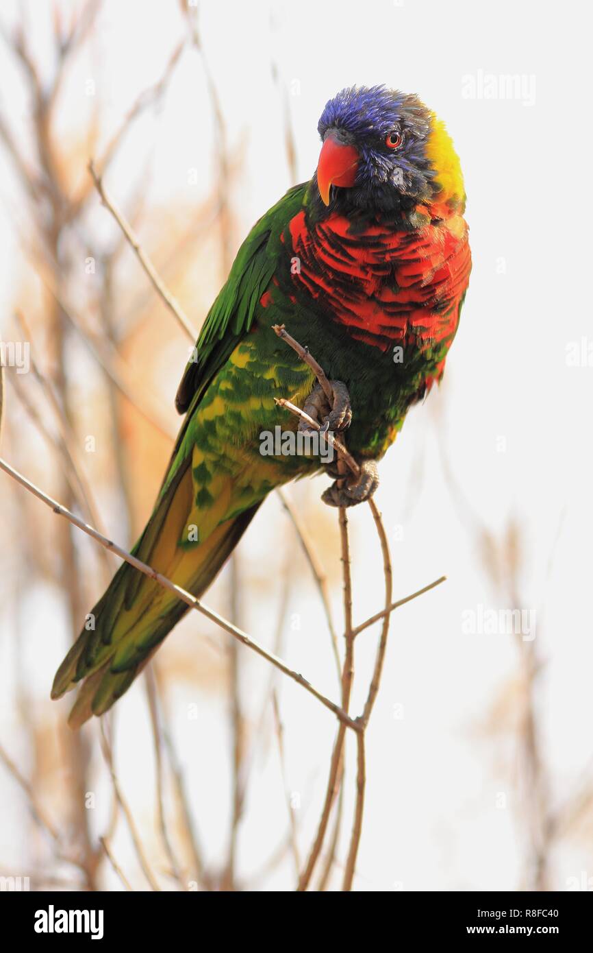 Exotic parrot images hi-res stock photography and images - Alamy