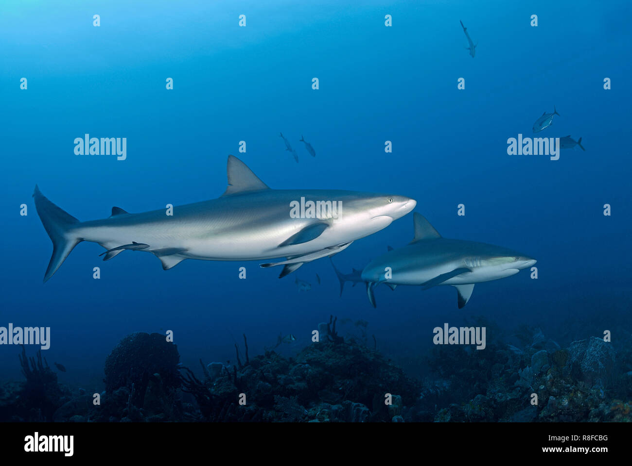 Zwei riffhaie hi-res stock photography and images - Alamy