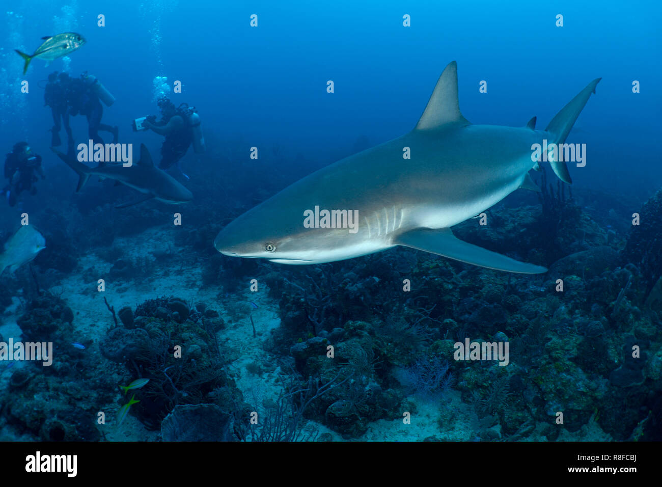 Scuba diver watches two Caribbean Reef Sharks (Carcharhinus perezi) at ...