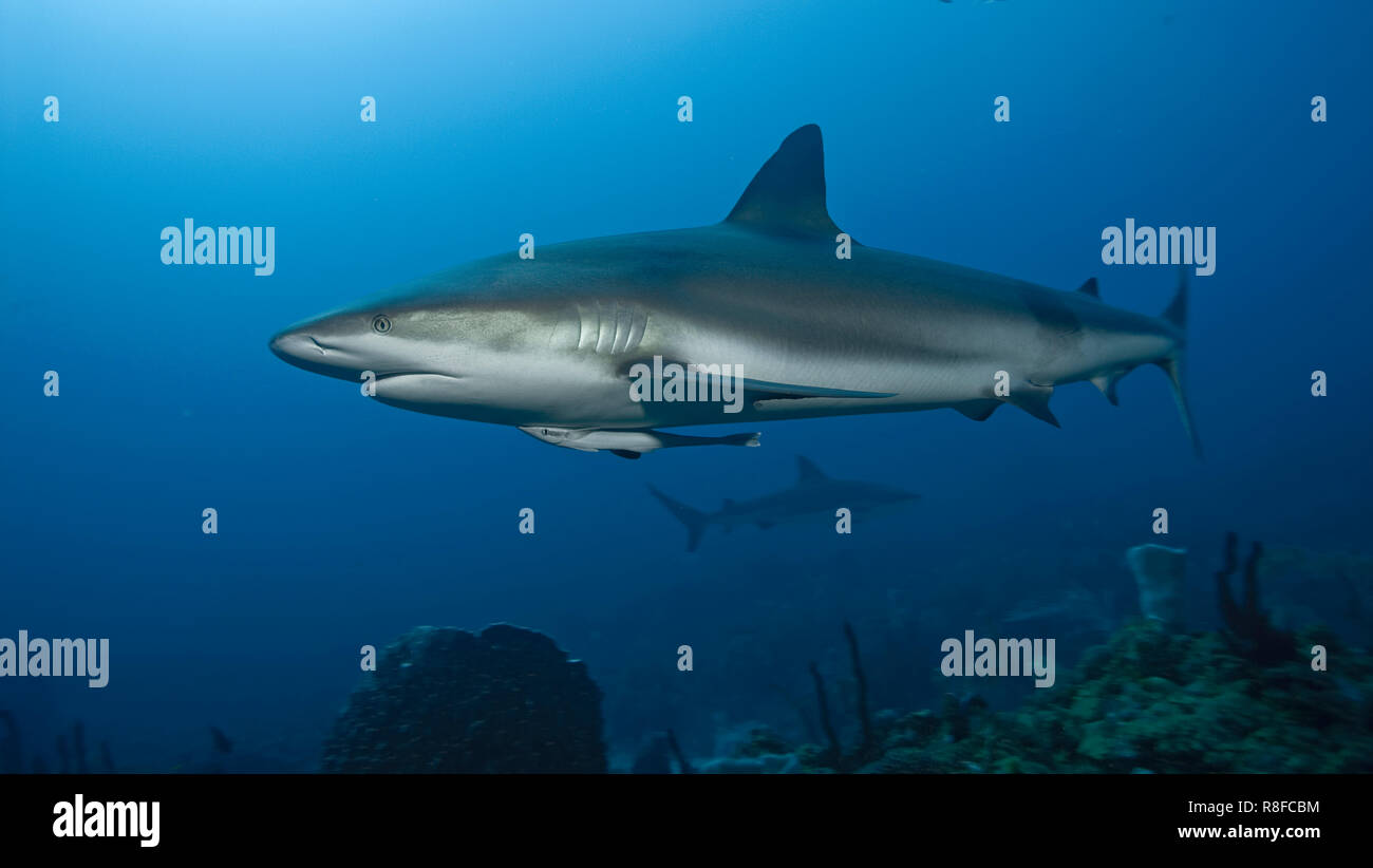 Islas de la bahia hi-res stock photography and images - Alamy