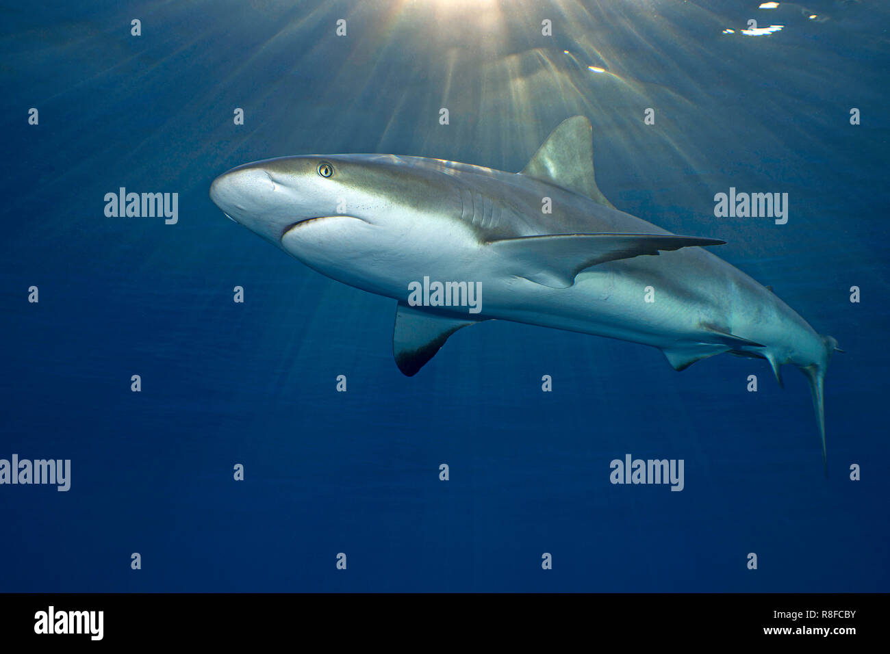 Karibischer Riffhai (Carcharhinus perezi) im blauen Wasser, Jardines de ...