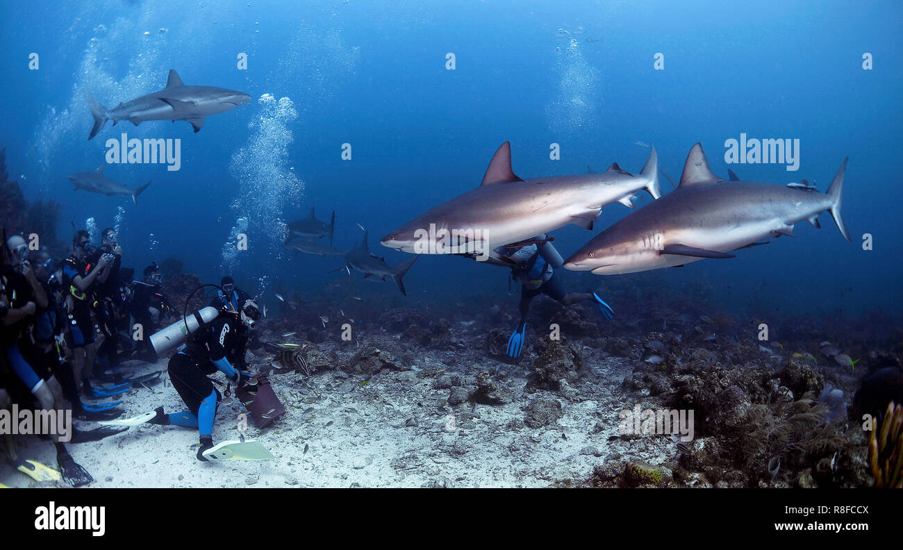 A group divers watching a Caribbean Reef Shark (Carcharhinus perezi ...