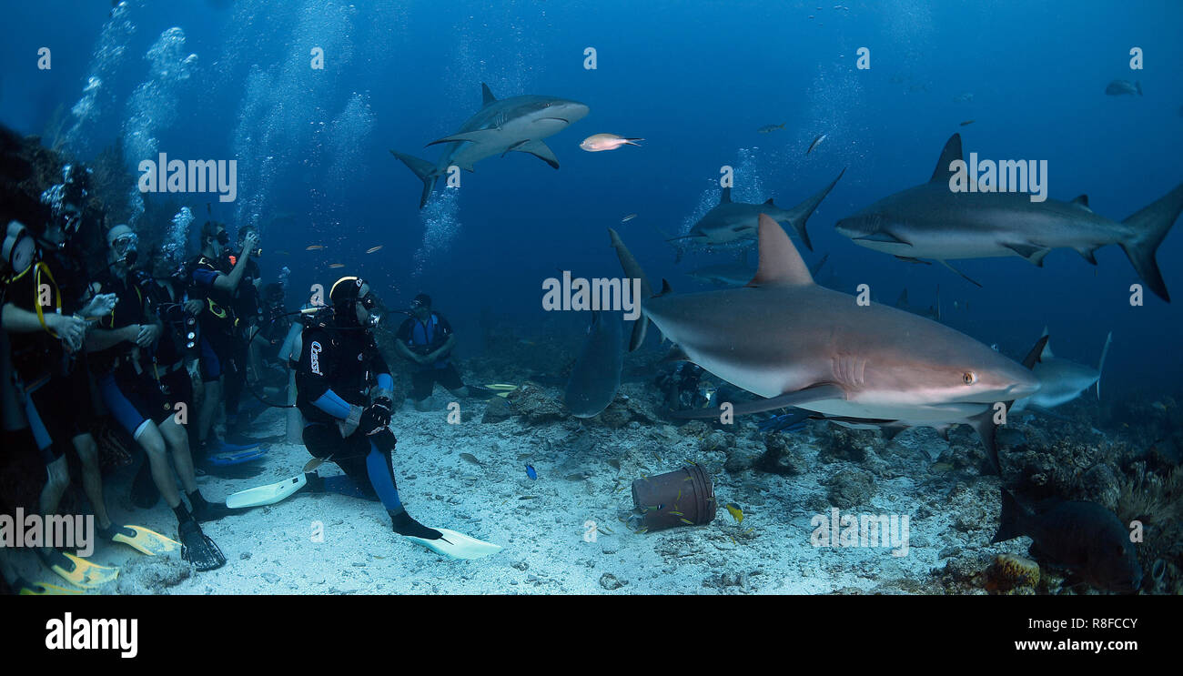 A group divers watching Caribbean Reef Sharks (Carcharhinus perezi ...